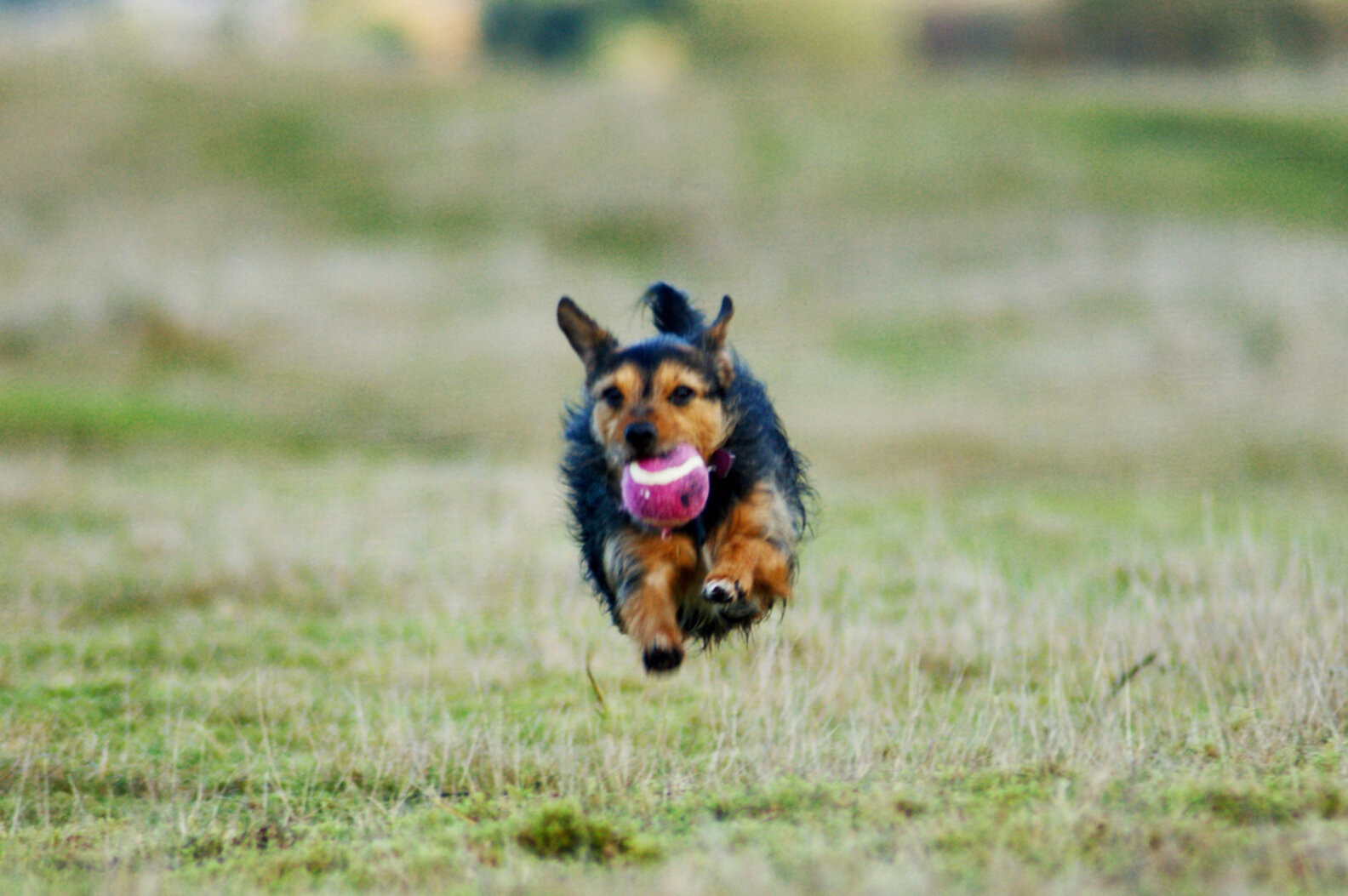 21 Magical Baby Animals Caught Mid-Flight - The Dodo