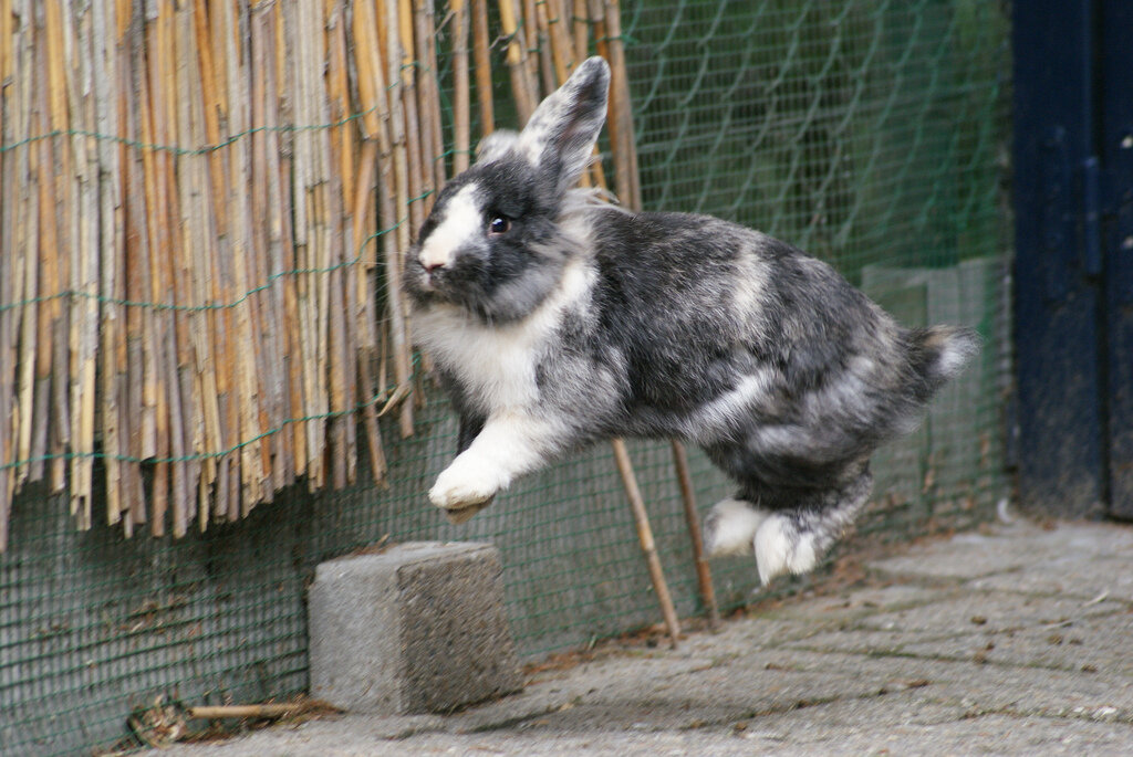 21 Magical Baby Animals Caught Mid-Flight - The Dodo