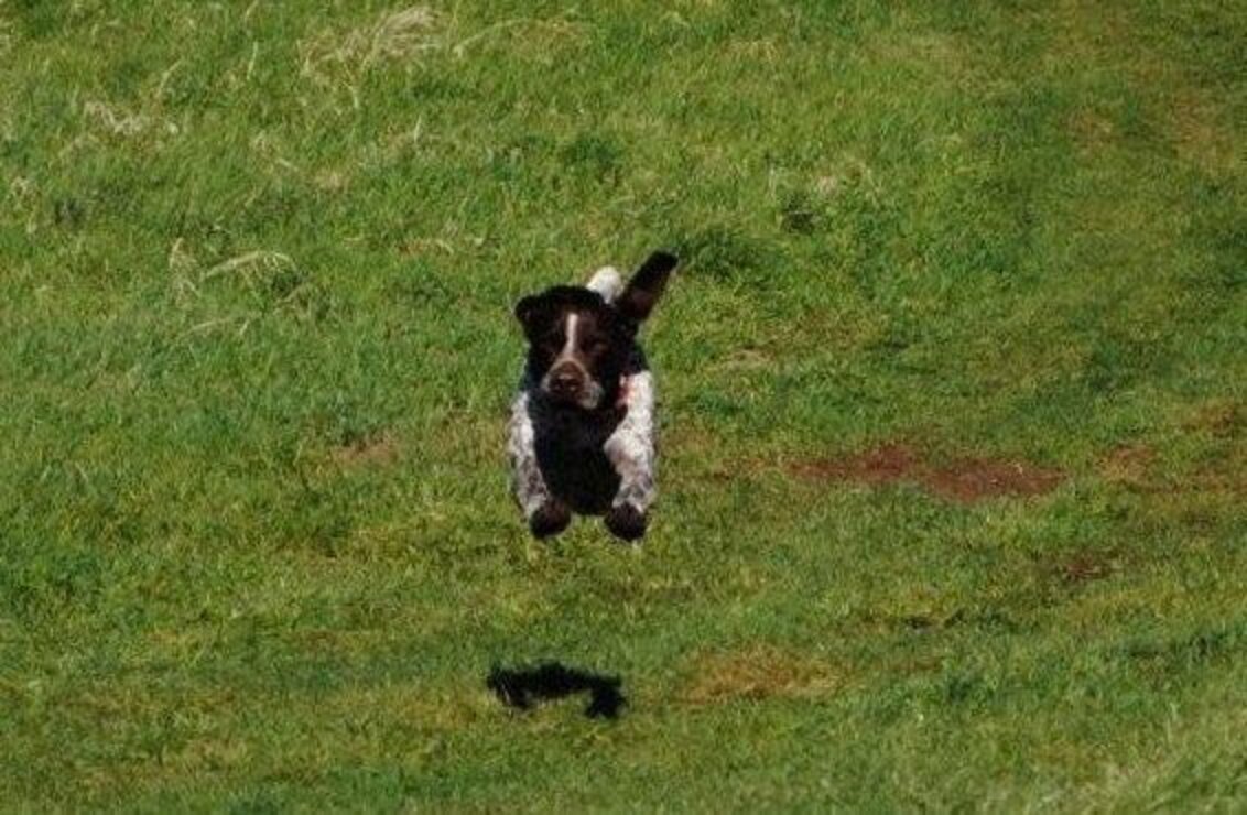 21 Magical Baby Animals Caught Mid-Flight - The Dodo