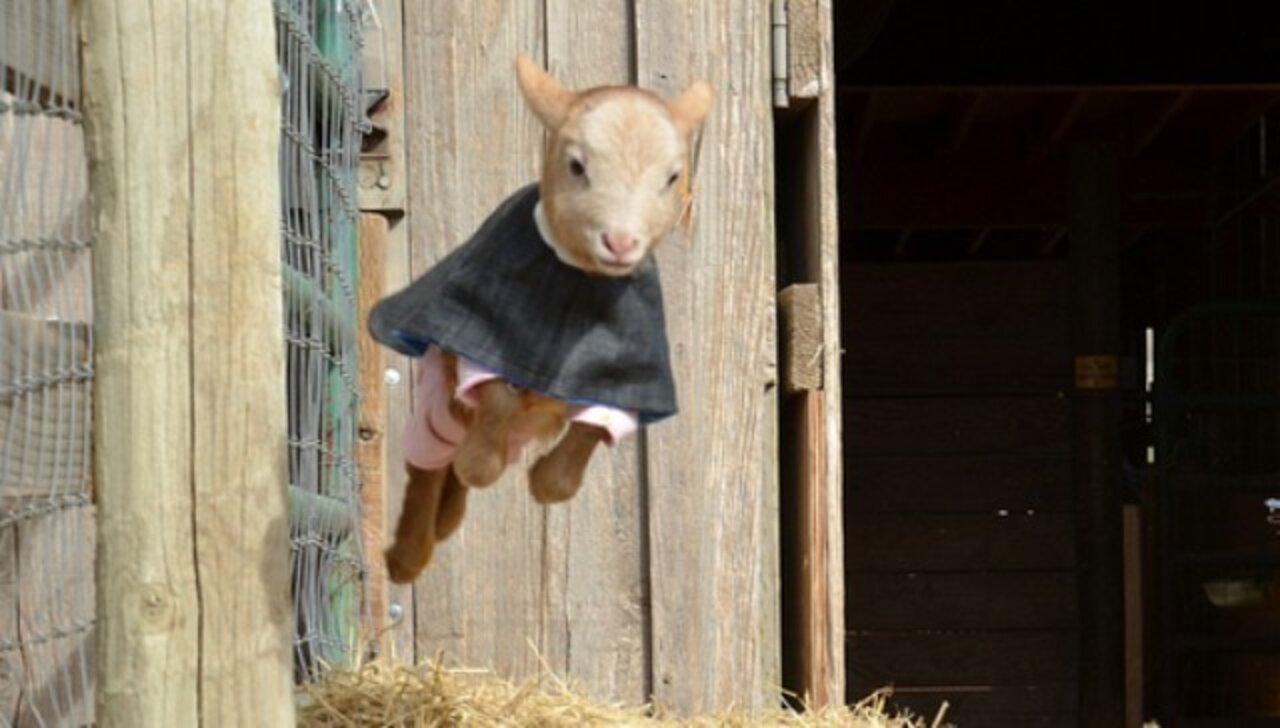 21 Magical Baby Animals Caught Mid-Flight - The Dodo