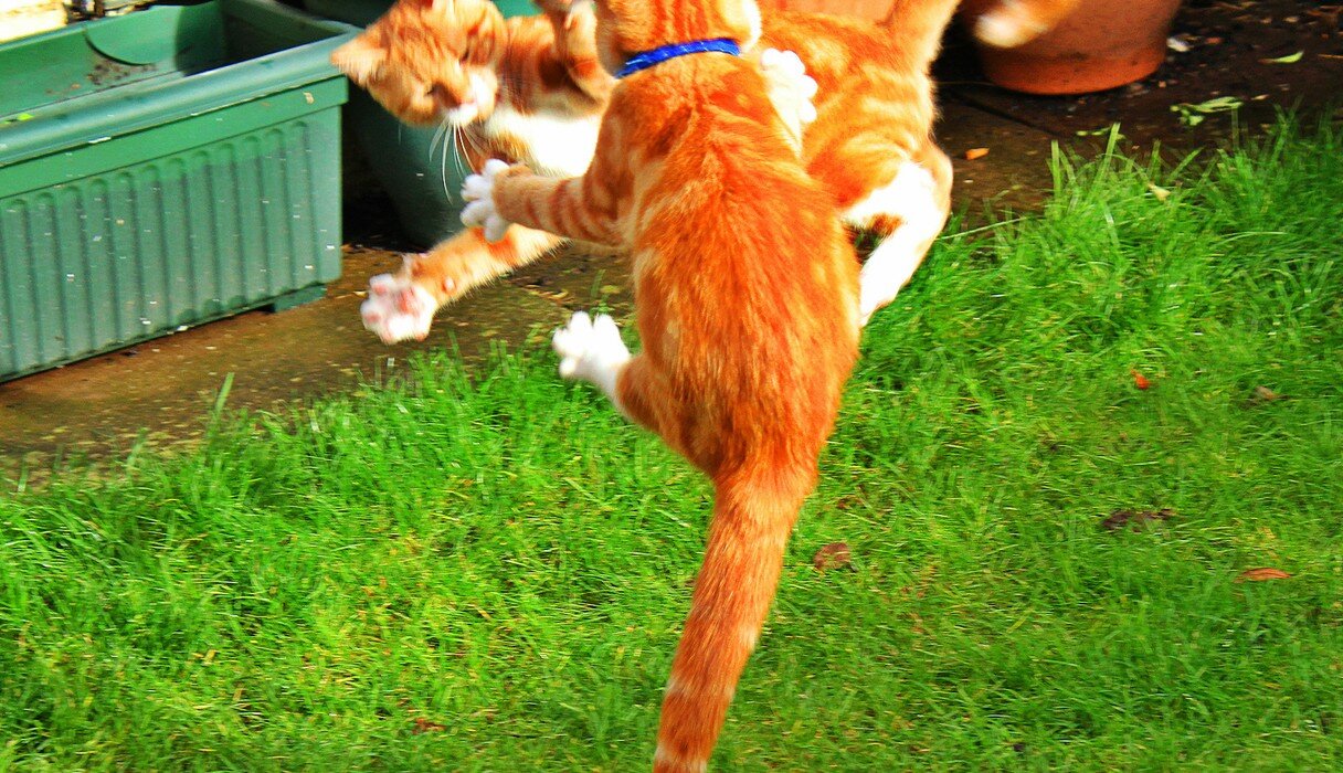 21 Magical Baby Animals Caught Mid-Flight - The Dodo