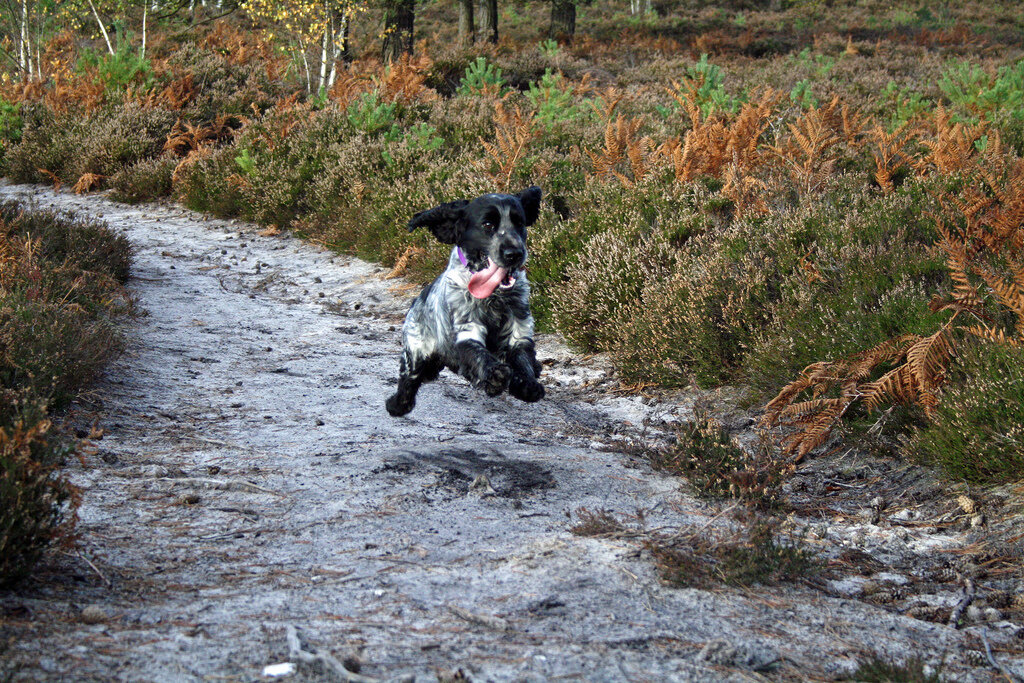 21 Magical Baby Animals Caught Mid-Flight - The Dodo