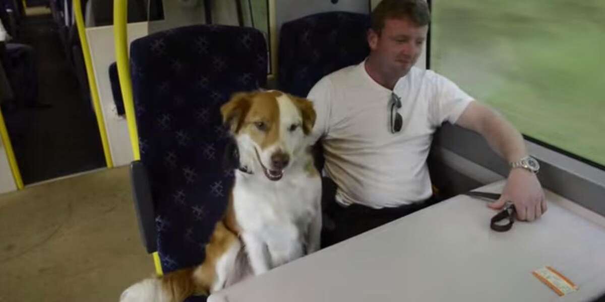 Man Shocked To Bump Into His Dog On Train Ride To Work - The Dodo