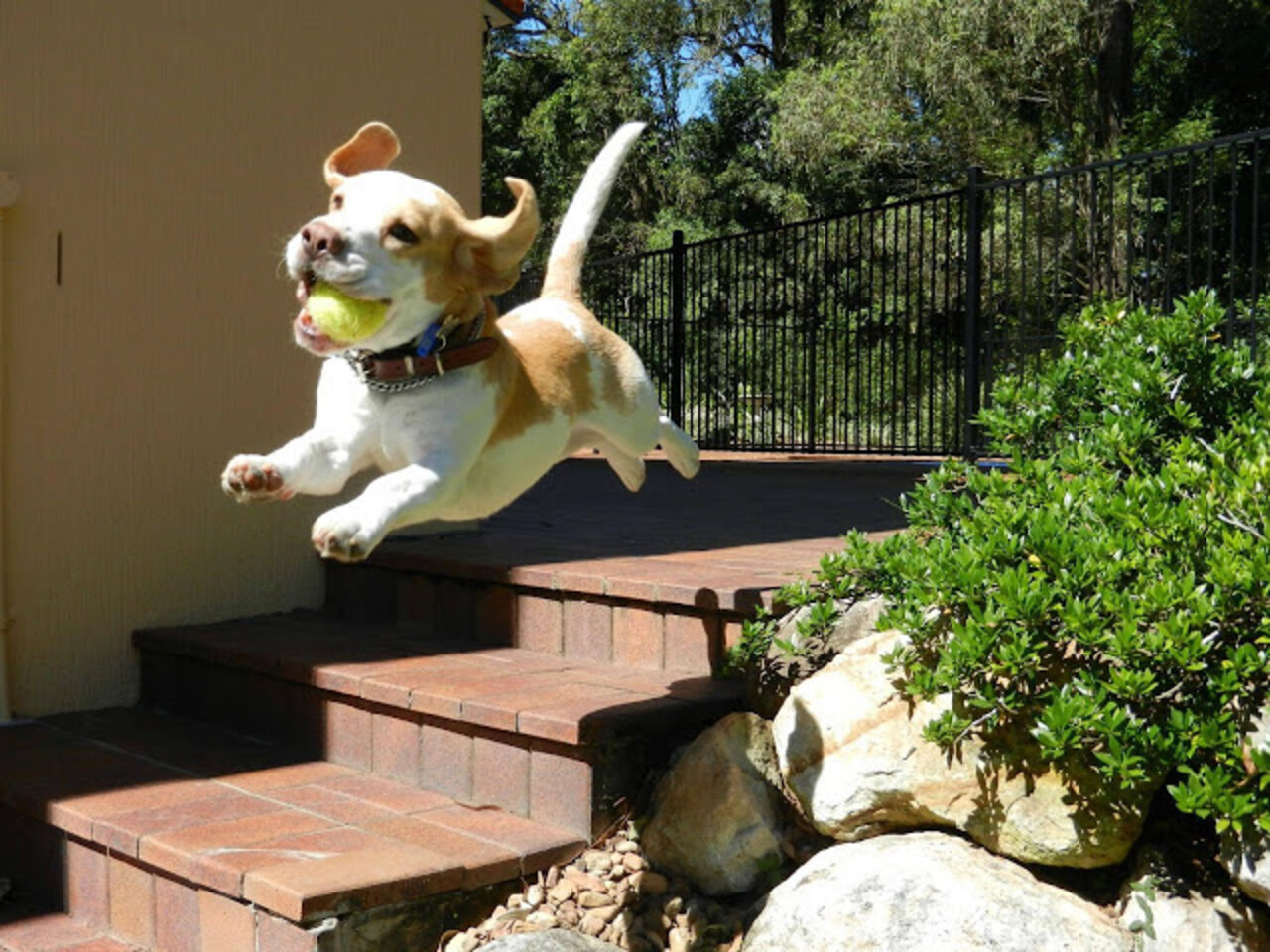 21 Magical Baby Animals Caught Mid-Flight - The Dodo