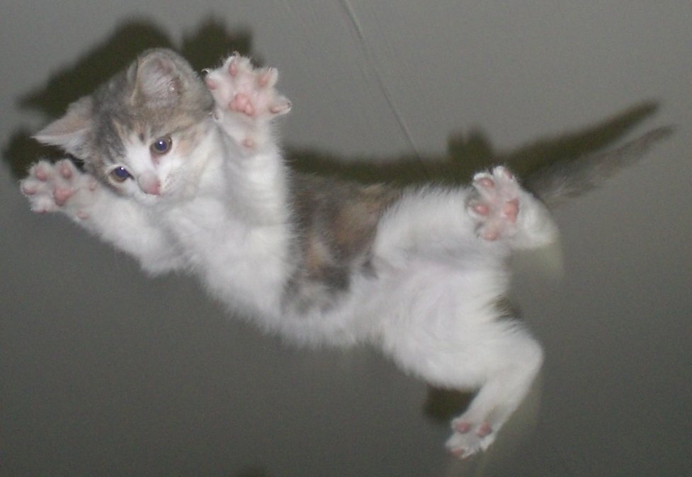 21 Magical Baby Animals Caught Mid-Flight - The Dodo