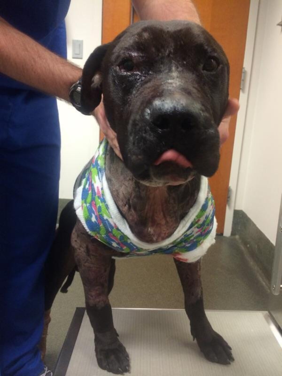 A Pit Bull On The Brink Of Death Wagged His Tail. It Saved His Life ...