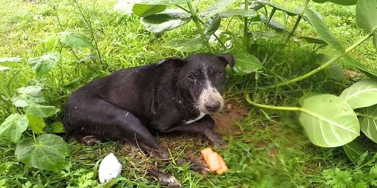 Dog Too Sick To Move Waits In Rain For Someone To Help Her - The Dodo