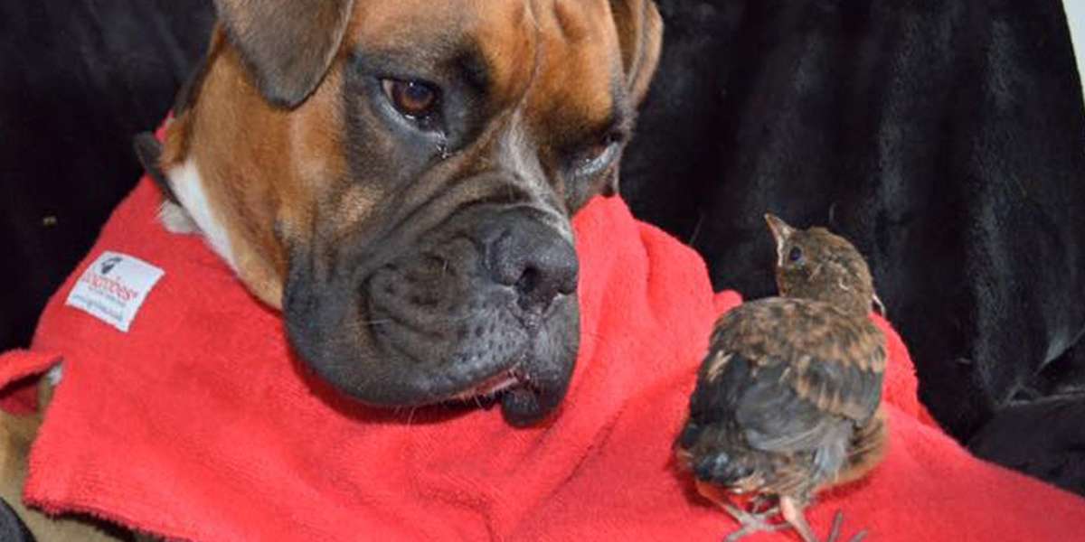 Dog Finds A Lost Baby Bird And Decides To Be His Dad - The Dodo