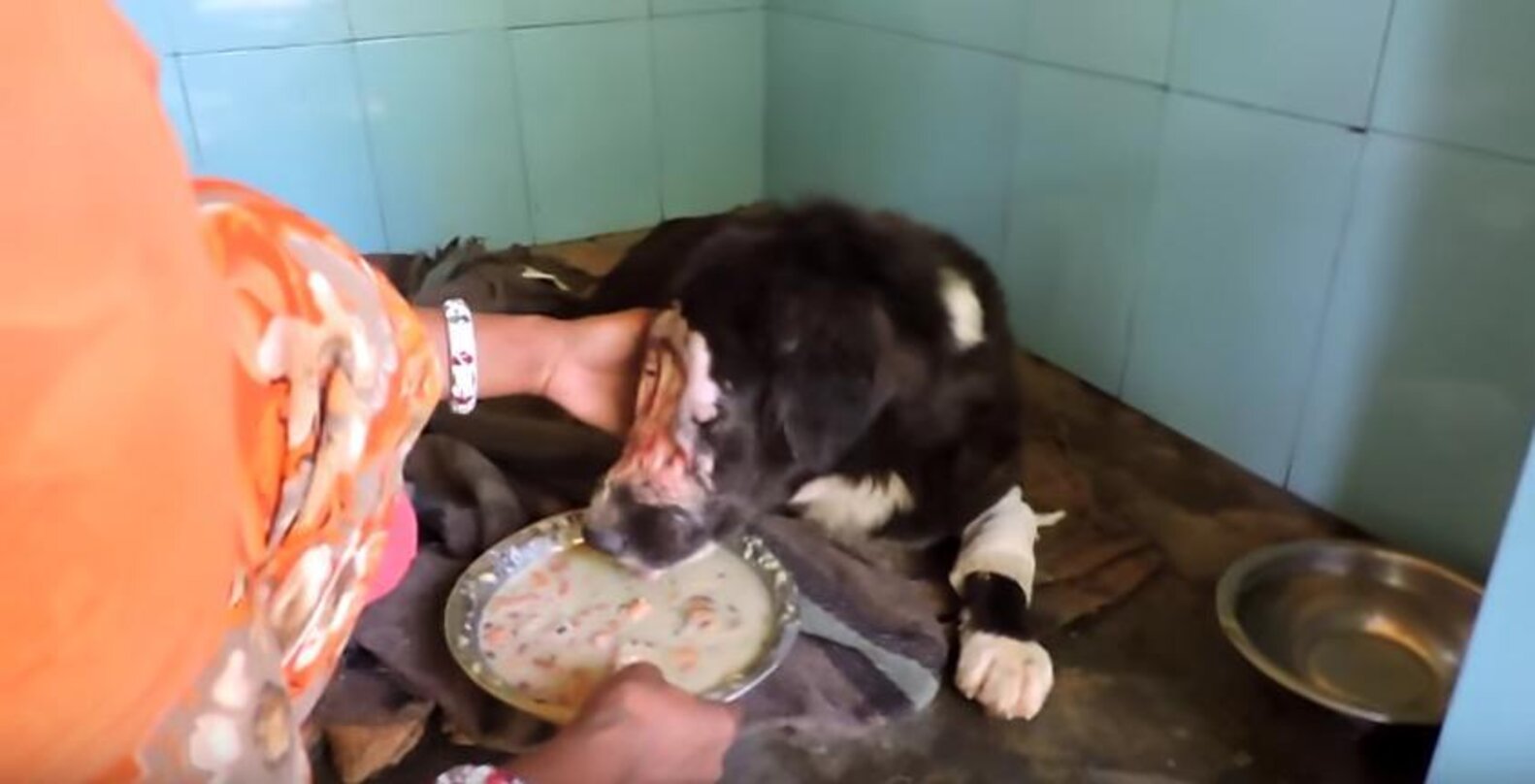 Dog Who Was Missing Most Of His Face Makes A Complete Recovery - The Dodo