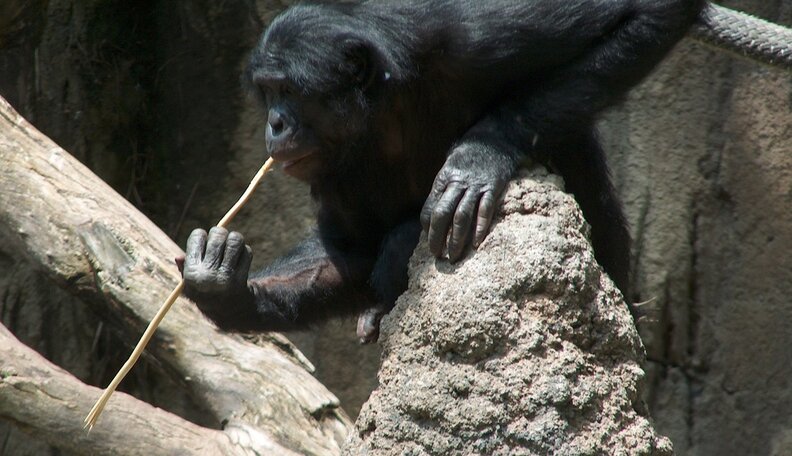 7 Famous Animals That Helped Shape The Course Of History - The Dodo