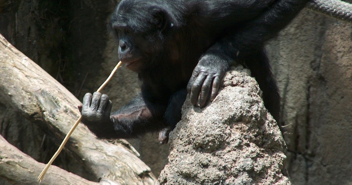 7 Famous Animals That Helped Shape The Course Of History - The Dodo