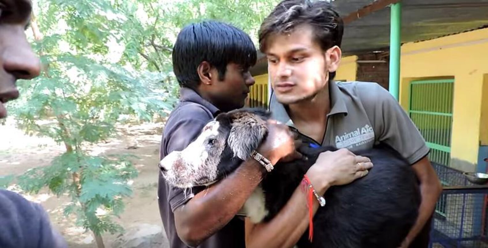 Dog Who Was Missing Most Of His Face Makes A Complete Recovery - The Dodo
