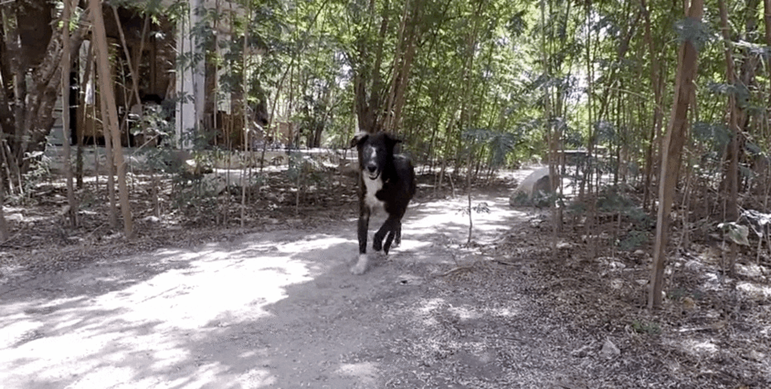 Dog Who Was Missing Most Of His Face Makes A Complete Recovery - The Dodo