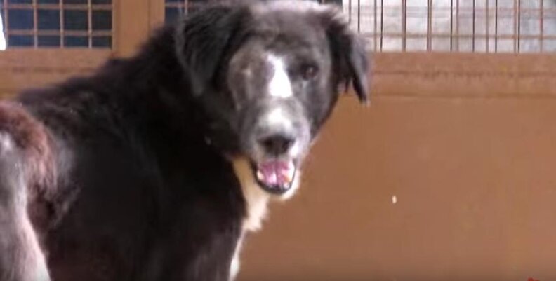 Dog Who Was Missing Most Of His Face Makes A Complete Recovery - The Dodo