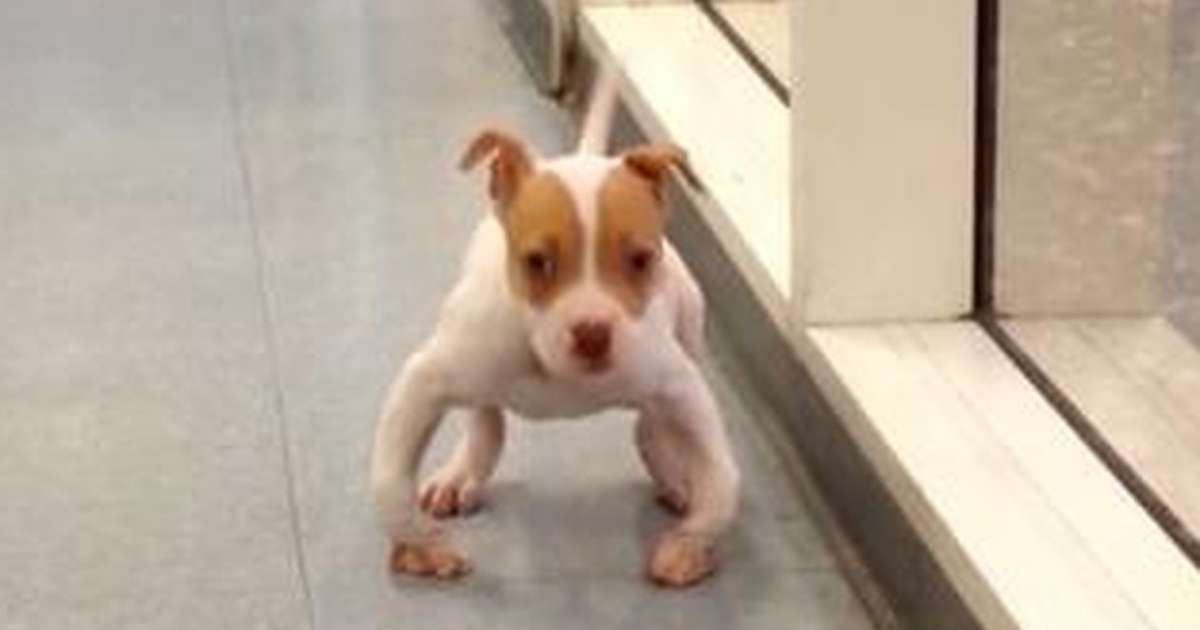 Little Bow Legged Puppy Straightens Out After Surgery The Dodo