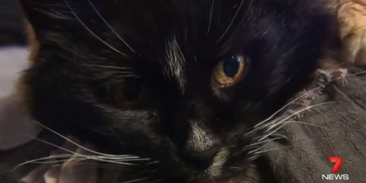One Family’s Missing Cat Returns Home 13 Years Later - The Dodo