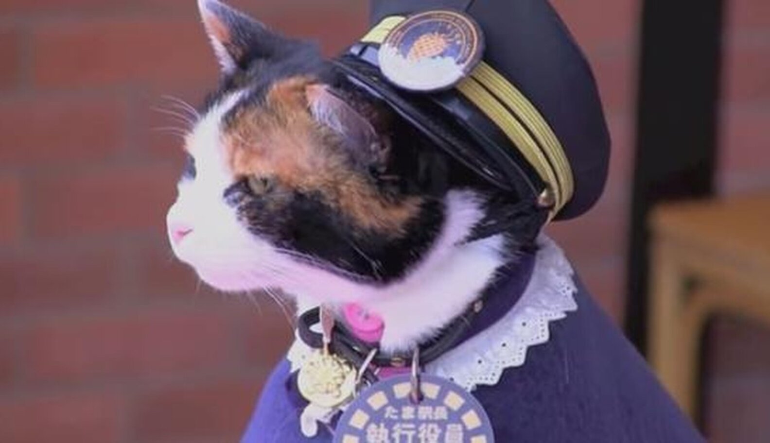 Thousands Attend Funeral Of Very Important Cat - The Dodo