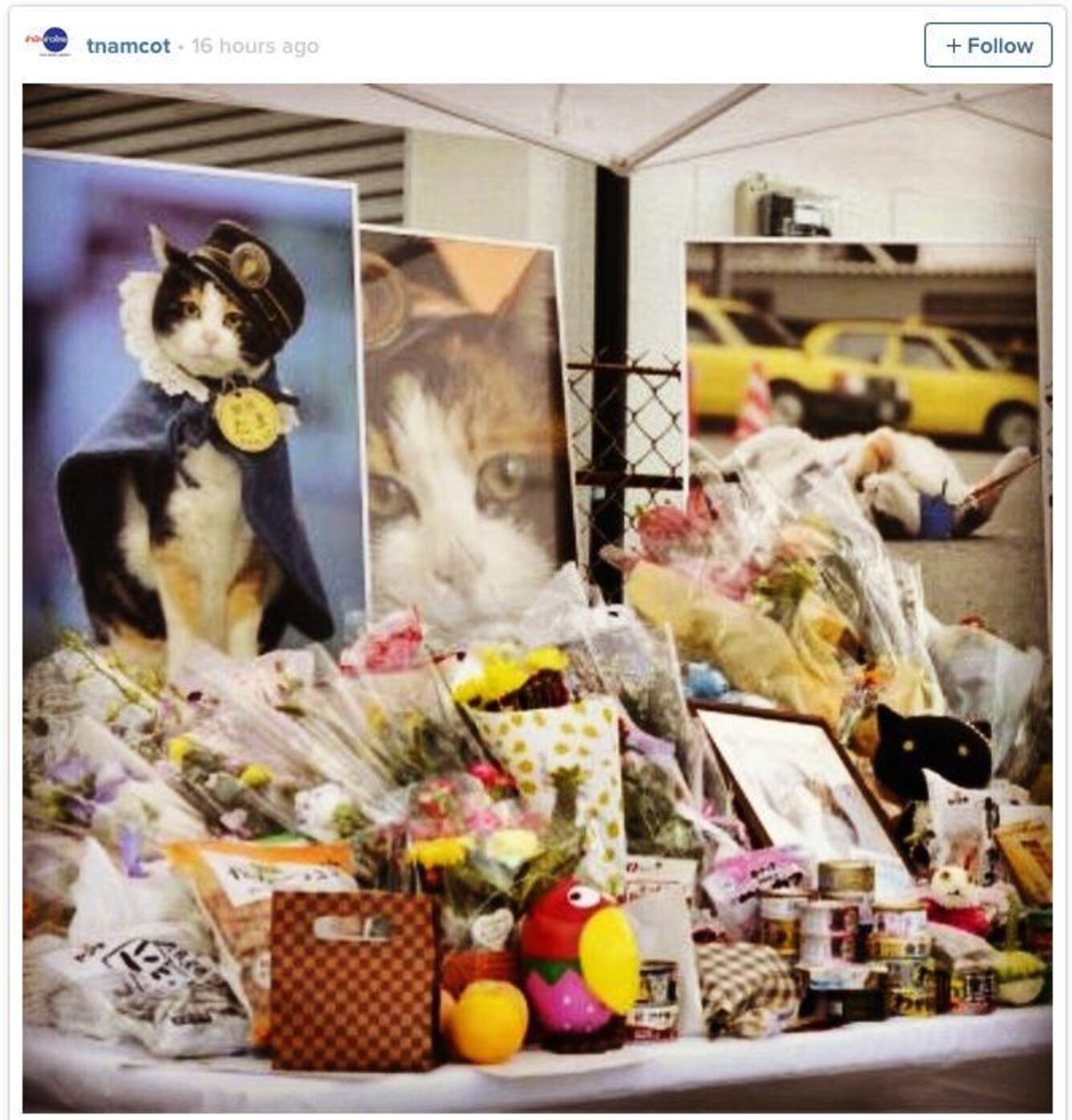 Thousands Attend Funeral Of Very Important Cat - The Dodo