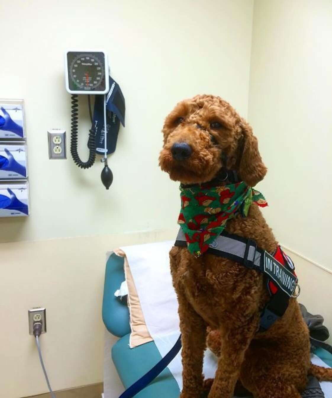 Service Dog Hugs All Toronto Woman's Pain Away - The Dodo