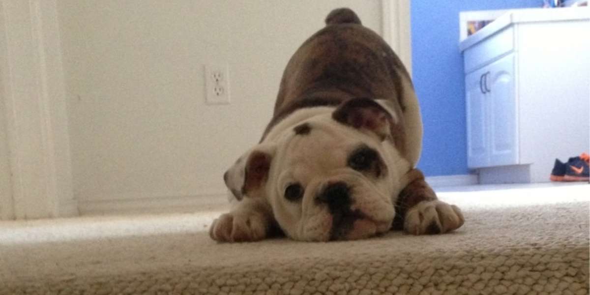 8 Puppies Trying To Figure Out How Stairs Work - The Dodo