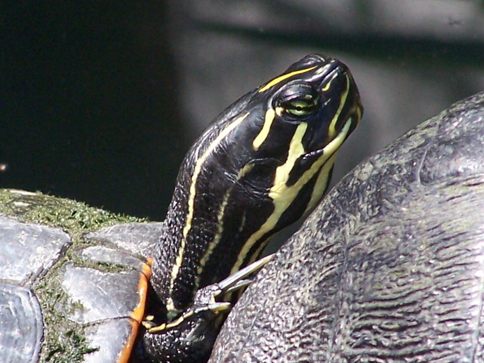 Fast-Thinking Biologist Saves Drowning Turtle With Mouth-To-Mouth - The ...