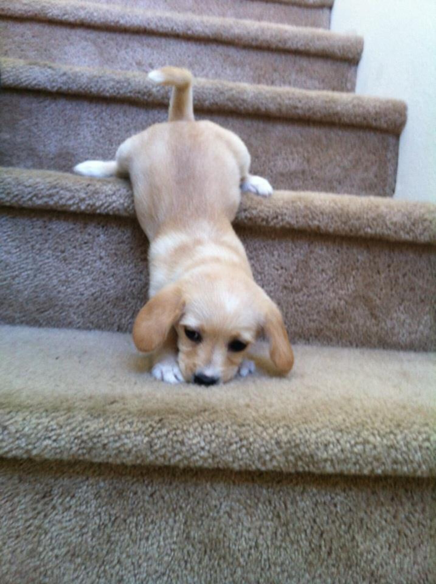 8 Puppies Trying To Figure Out How Stairs Work - The Dodo