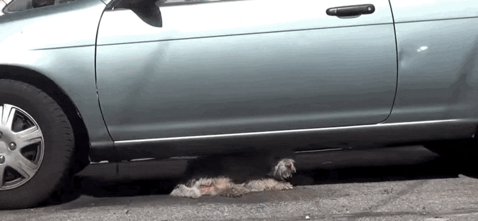 Dog Living Under Car For 7 Months Instantly Knows When He's Safe - The Dodo