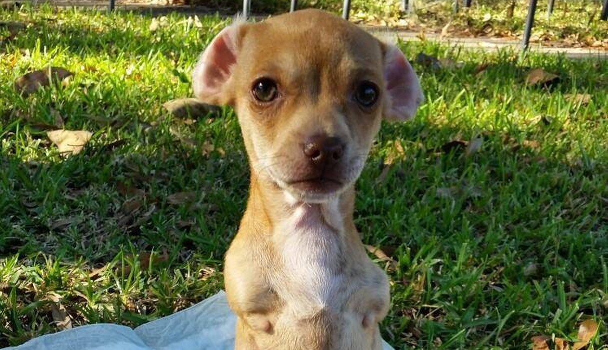 2-Legged Puppy Gets Around Like A Pro - The Dodo