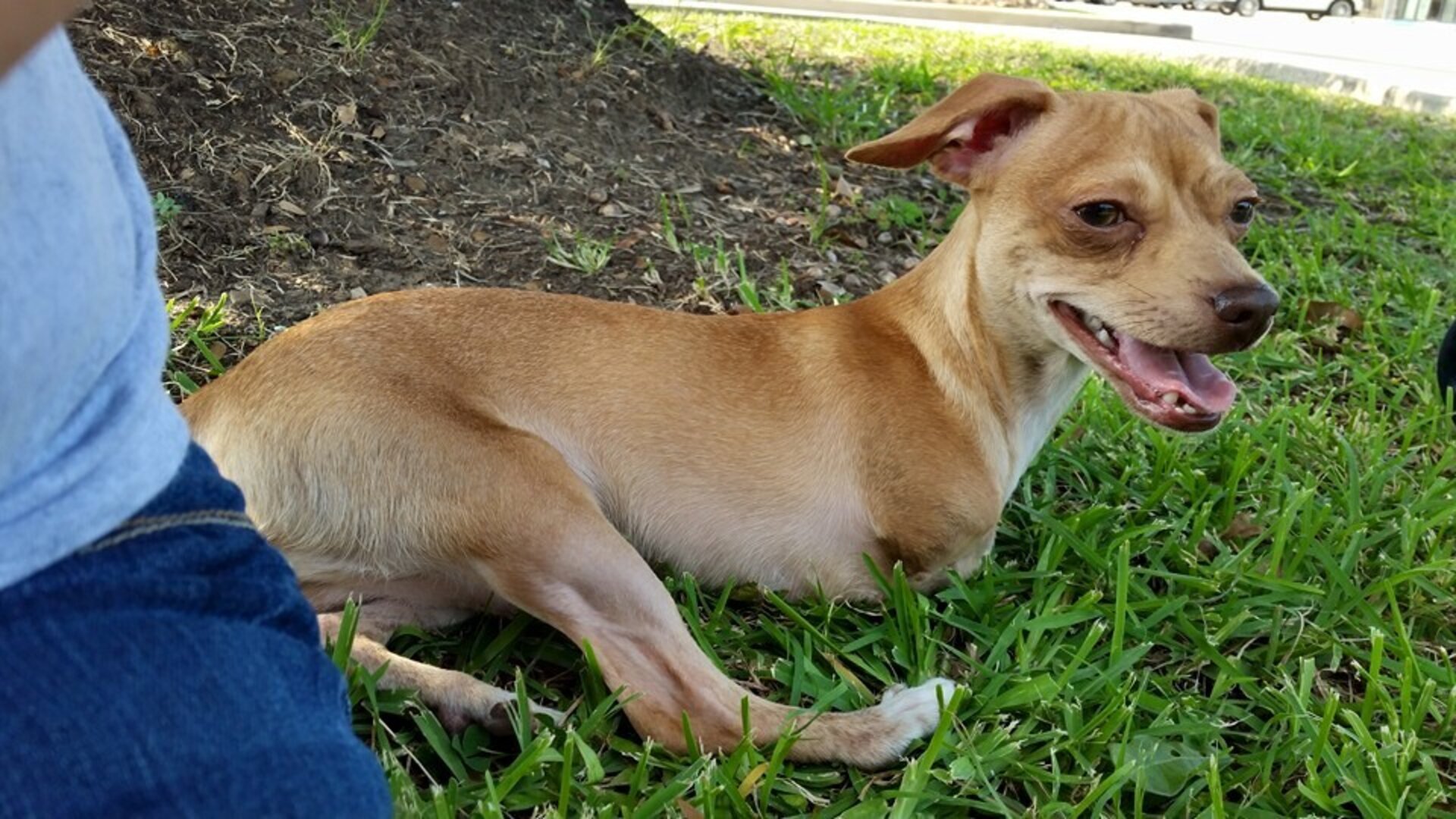 2-Legged Puppy Gets Around Like A Pro - The Dodo