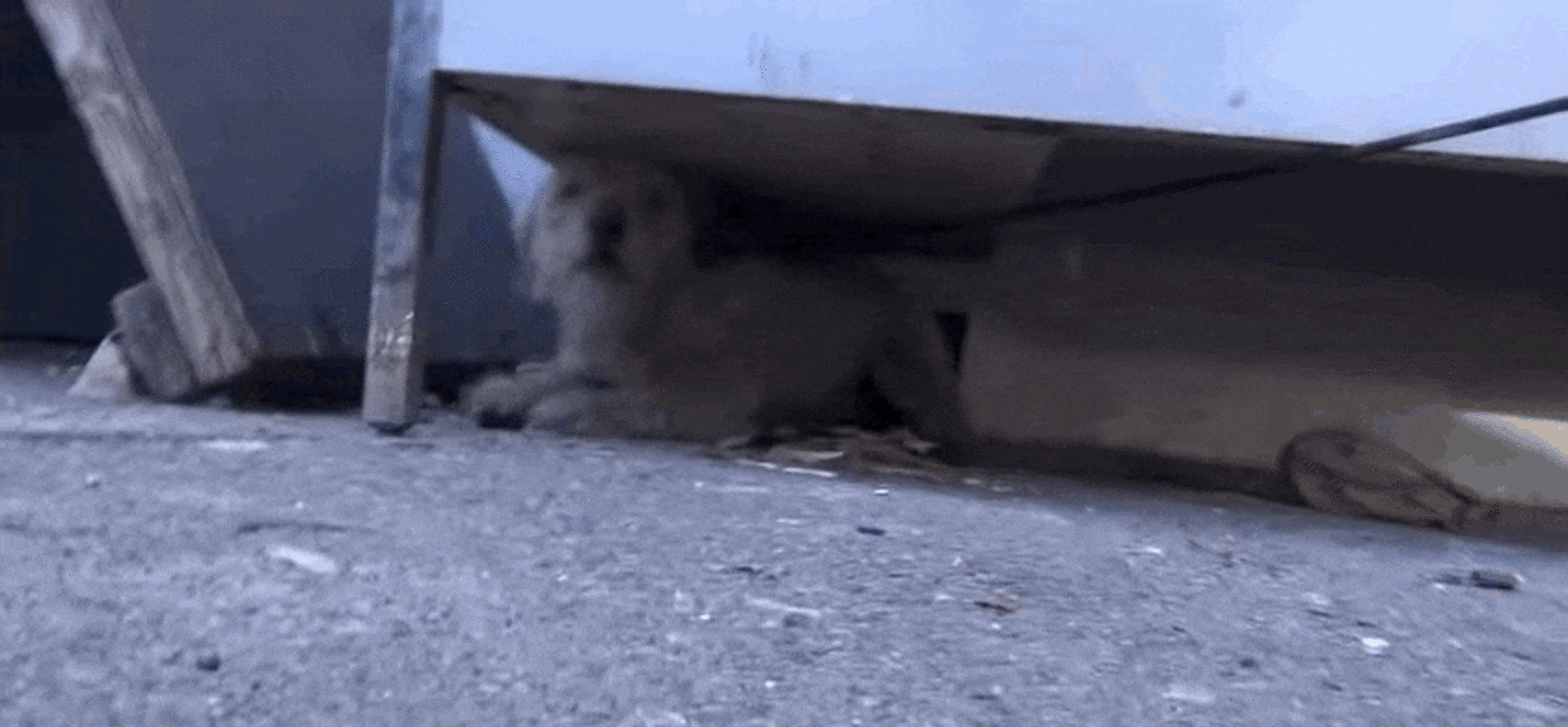 Dog Living Under Car For 7 Months Instantly Knows When He's Safe - The Dodo