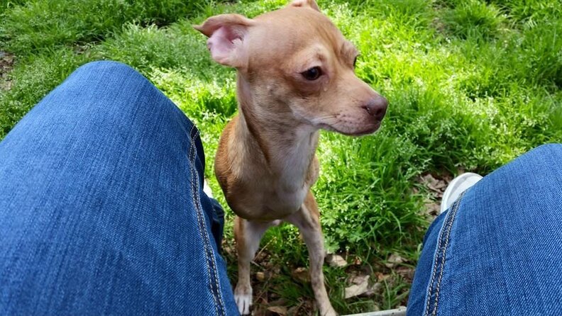 2-Legged Puppy Gets Around Like A Pro - The Dodo