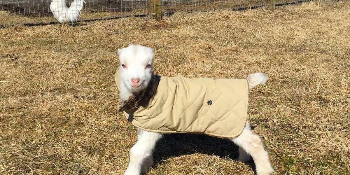 Baby Goat KNOWS He Looks Good In This Coat - The Dodo