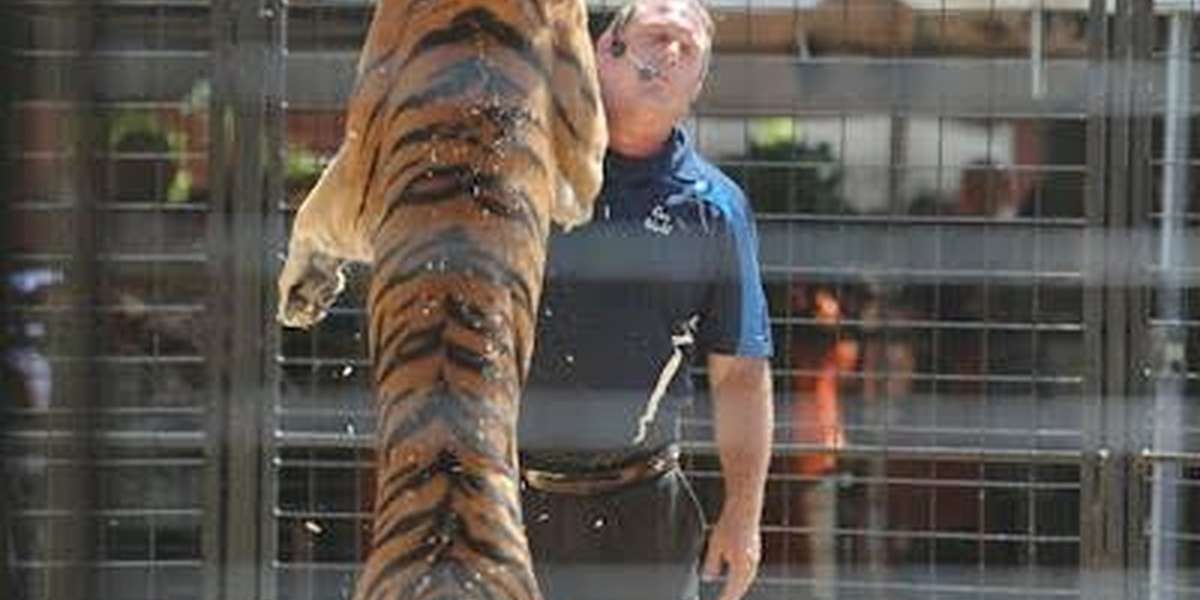 'Skeleton' Tigers Forced To Perform For Shocked Audience - The Dodo