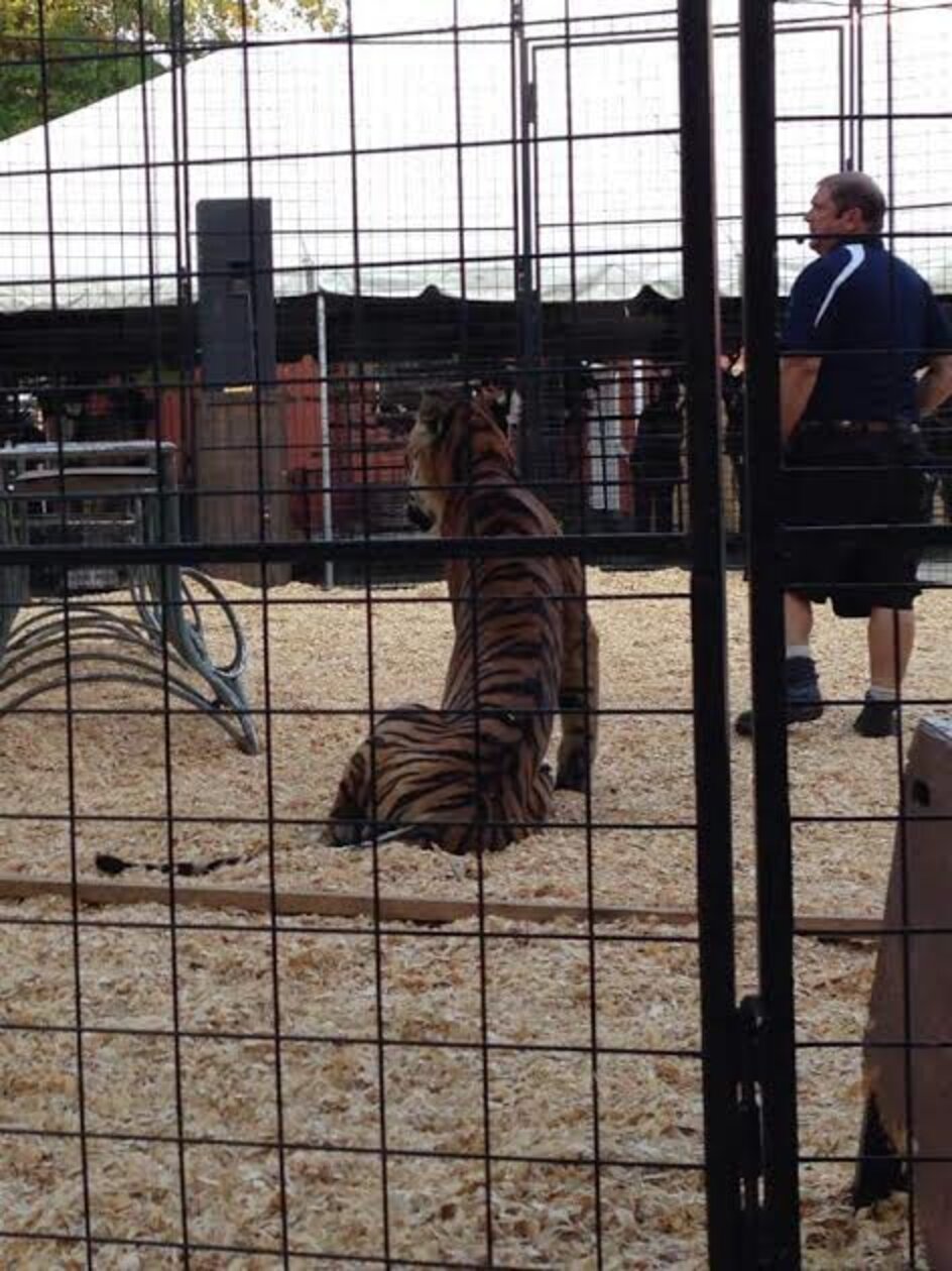 'Skeleton' Tigers Forced To Perform For Shocked Audience - The Dodo
