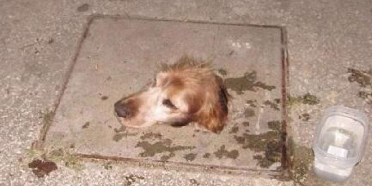 Dog Trapped In Manhole Cover Rescued From Sewer By Teens - The Dodo