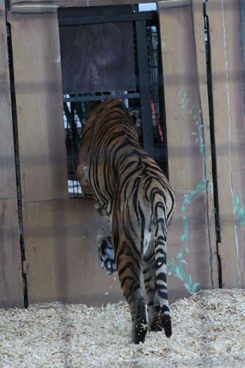 'Skeleton' Tigers Forced To Perform For Shocked Audience - The Dodo