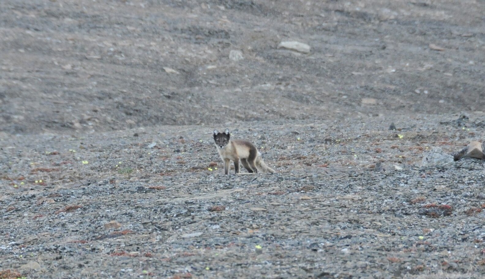 Nations Tackle Warming Planet As Animals Teeter On The Brink - The Dodo