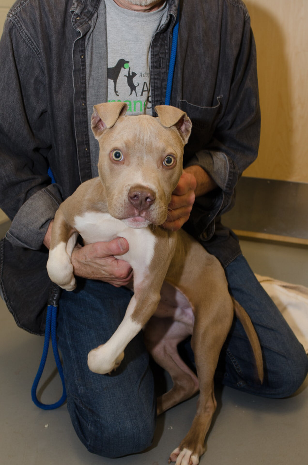Pit Bull Puppy 'Tap Dances' On Mini Stilts As He Waits For A Family To ...