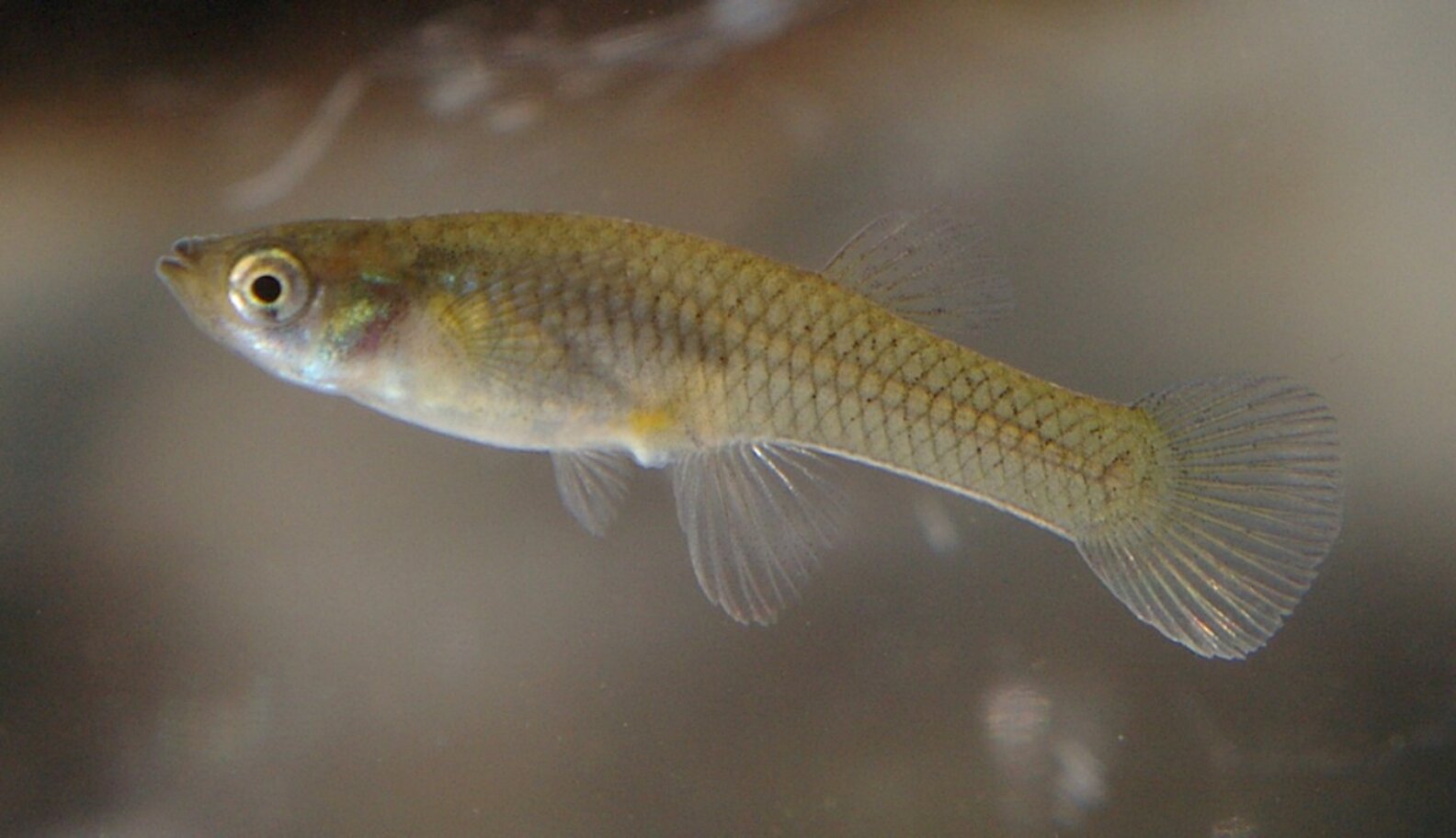 Humans Inadvertently Changed This Fish's Genitals By Building Roads ...