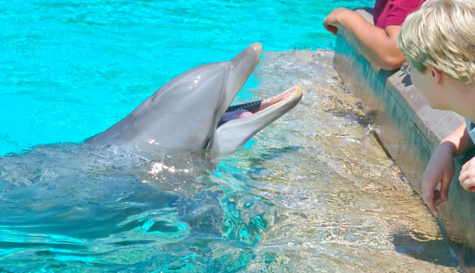 SeaWorld Proves Once Again It Couldn’t Care Less About Animals - The Dodo