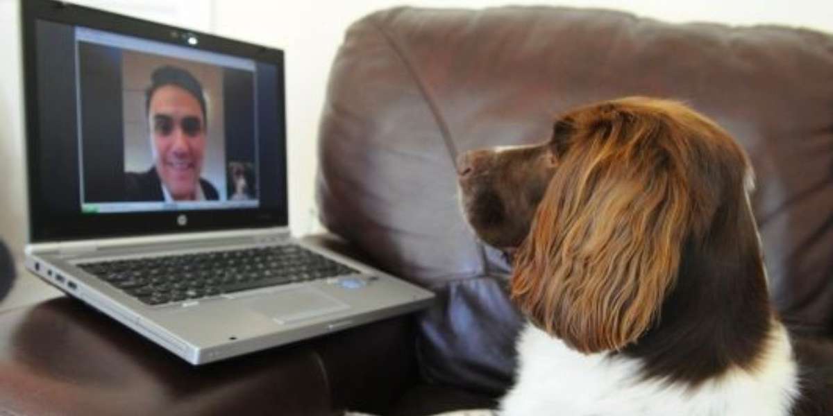 Dogs Are Excellent Communicators -- Even Via Skype - The Dodo