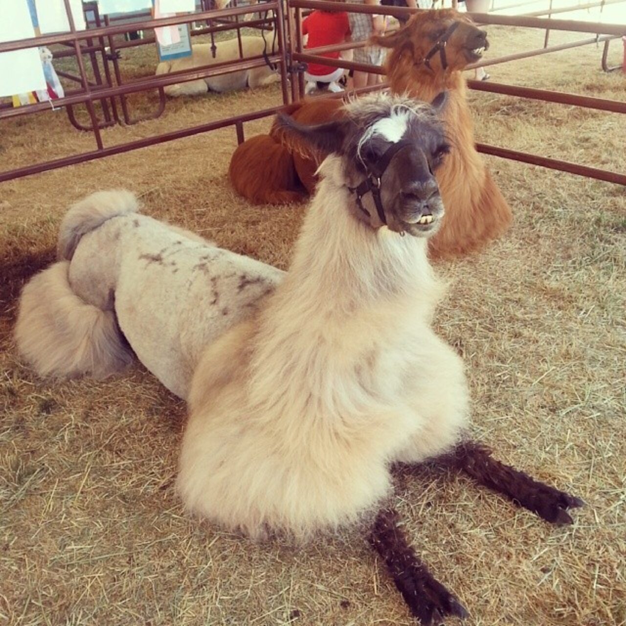 19 Llamas (And Alpacas!) You Can't Even Believe Are Real - The Dodo