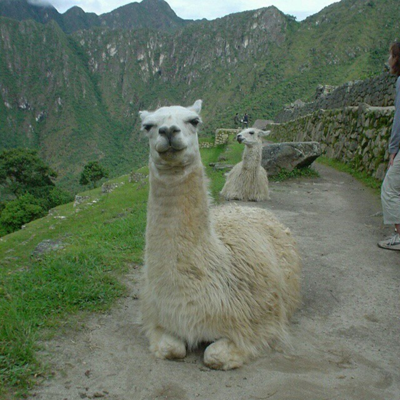19 Llamas (And Alpacas!) You Can't Even Believe Are Real - The Dodo