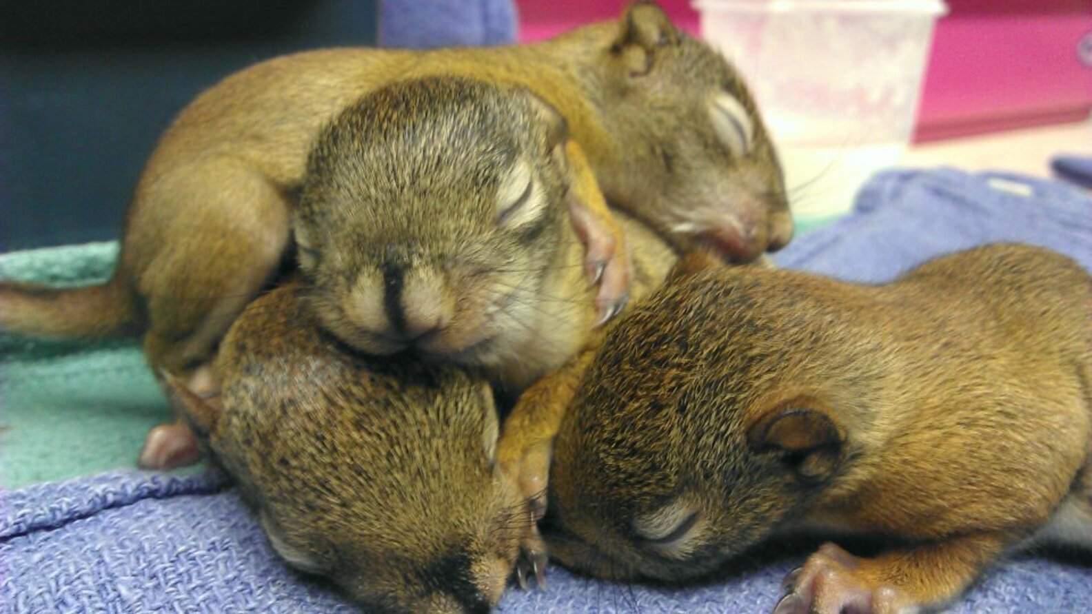 Hundreds Of Baby Squirrels Are Saved Every Year, Thanks To One Woman ...
