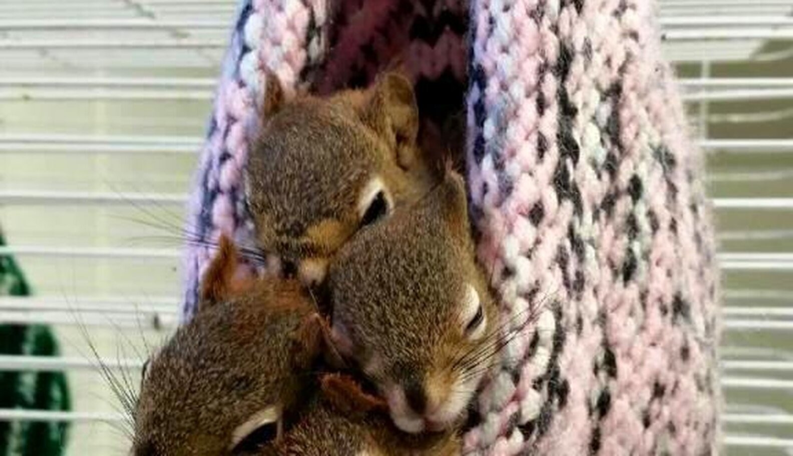 Hundreds Of Baby Squirrels Are Saved Every Year, Thanks To One Woman ...