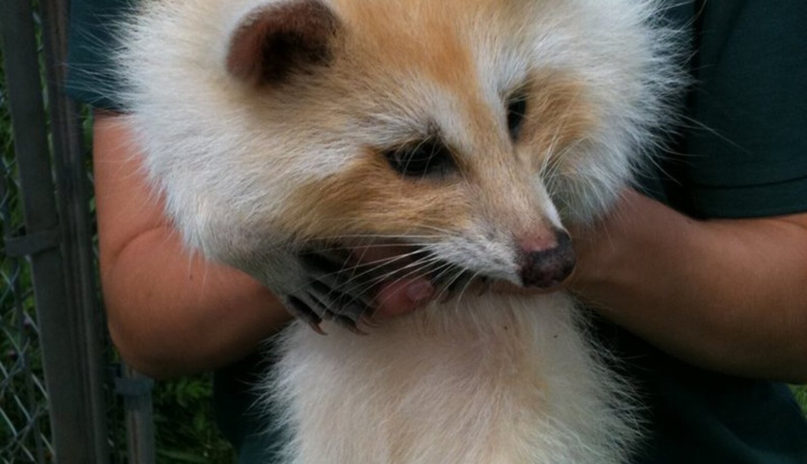 Hundreds Of Baby Squirrels Are Saved Every Year, Thanks To One Woman ...
