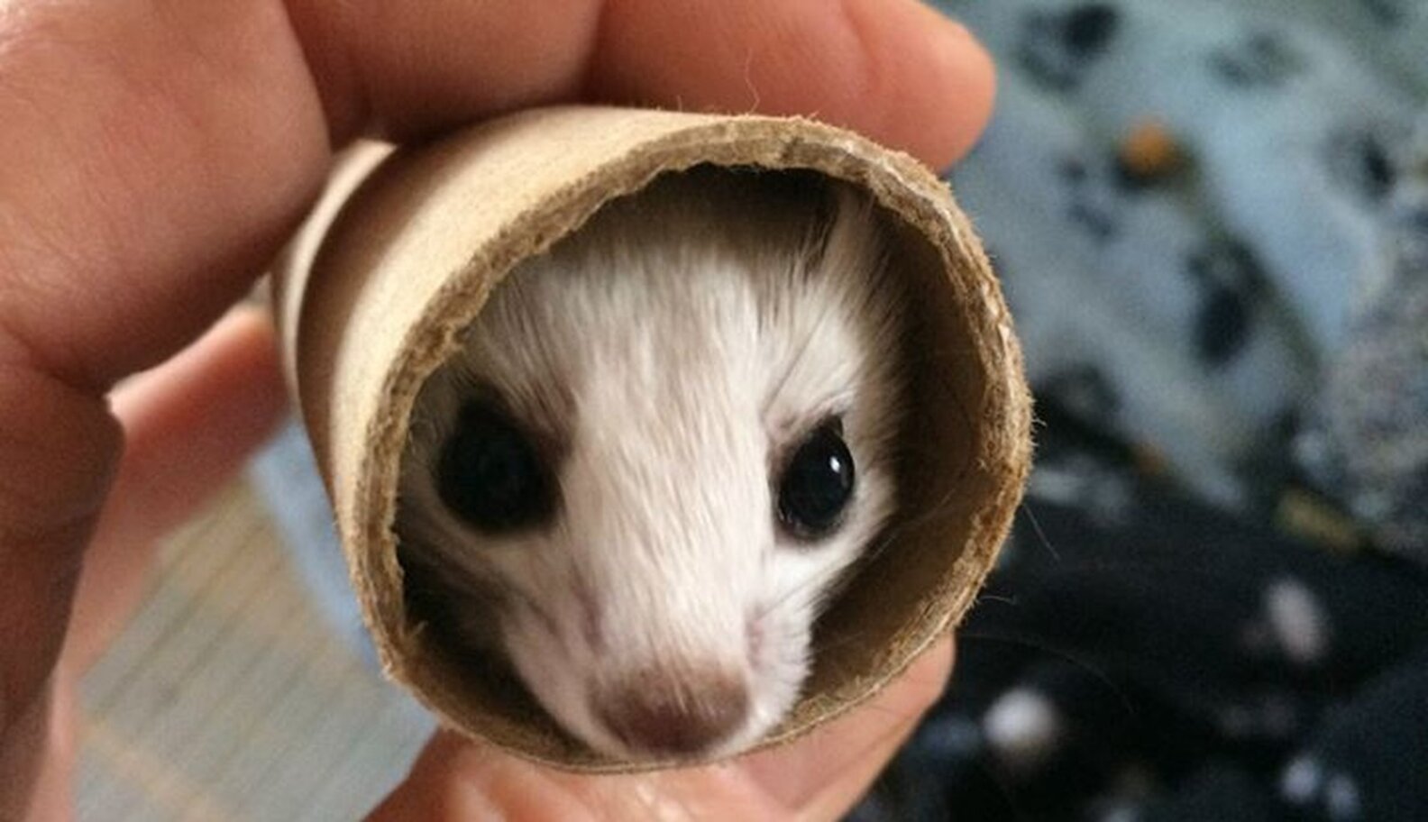 Hundreds Of Baby Squirrels Are Saved Every Year, Thanks To One Woman ...