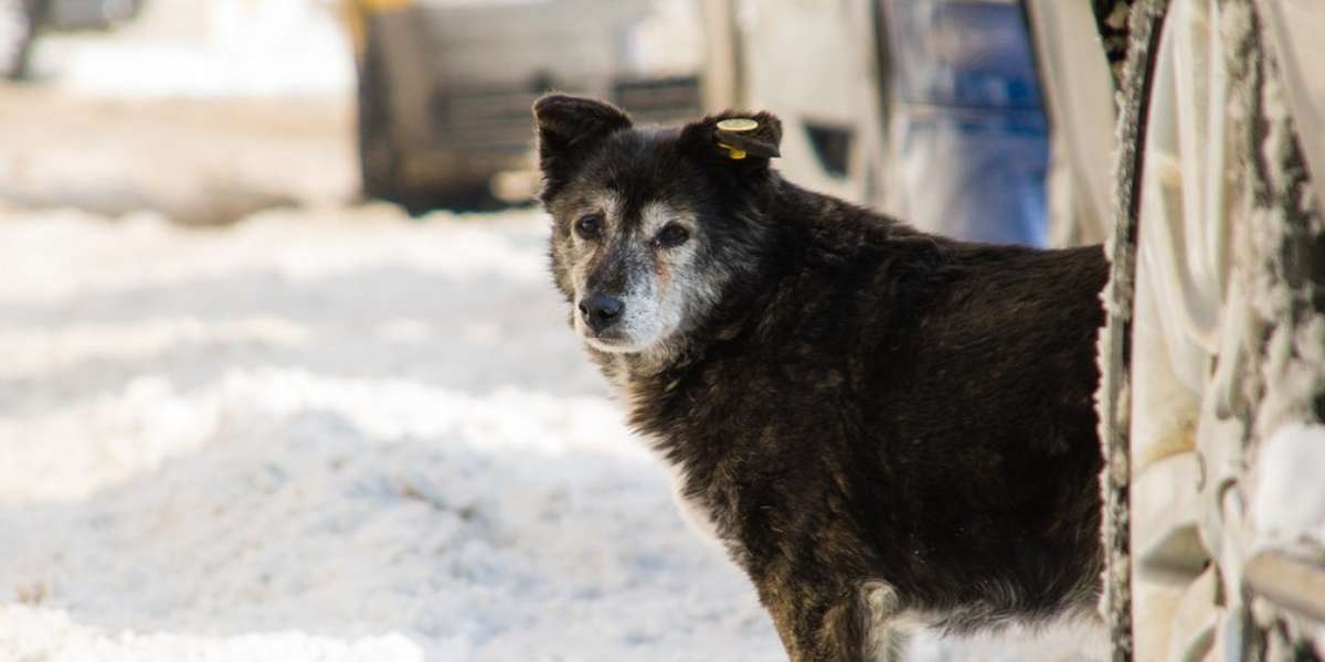 What You Can Do To Save Sochi’s Stray Dogs - The Dodo