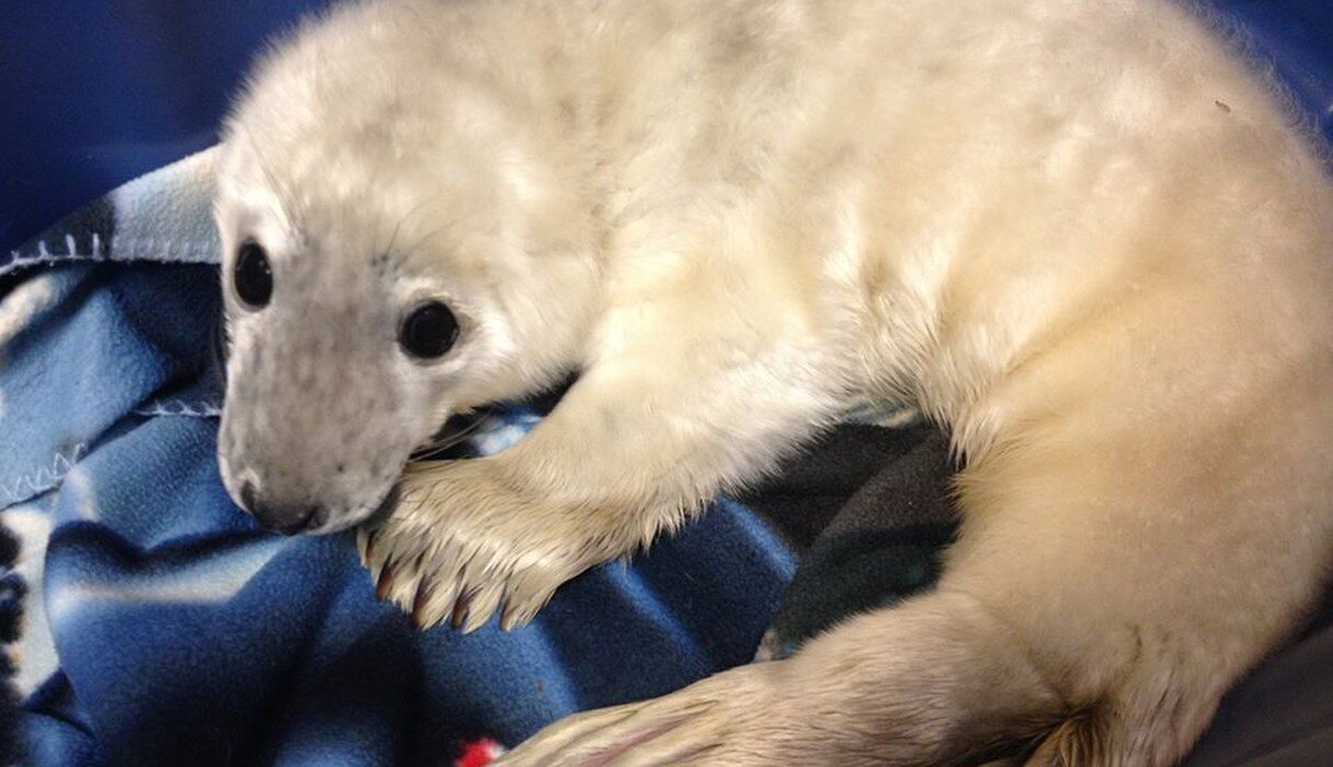 Hundreds Of Baby Squirrels Are Saved Every Year, Thanks To One Woman ...