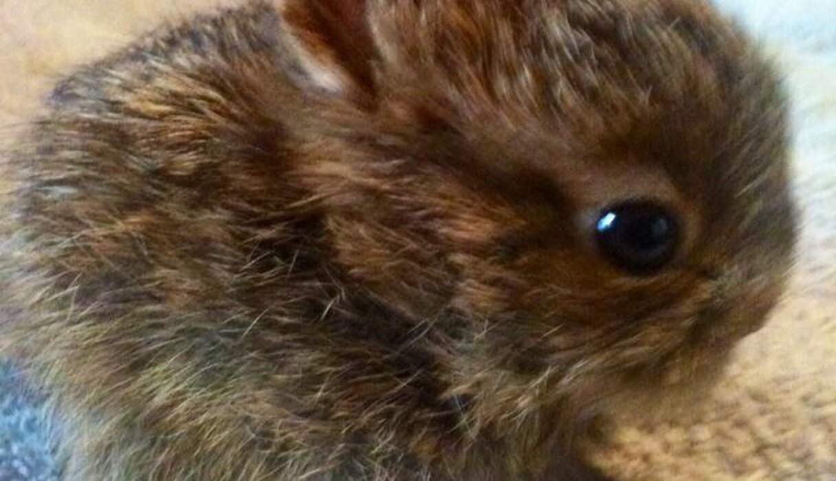 Hundreds Of Baby Squirrels Are Saved Every Year, Thanks To One Woman ...